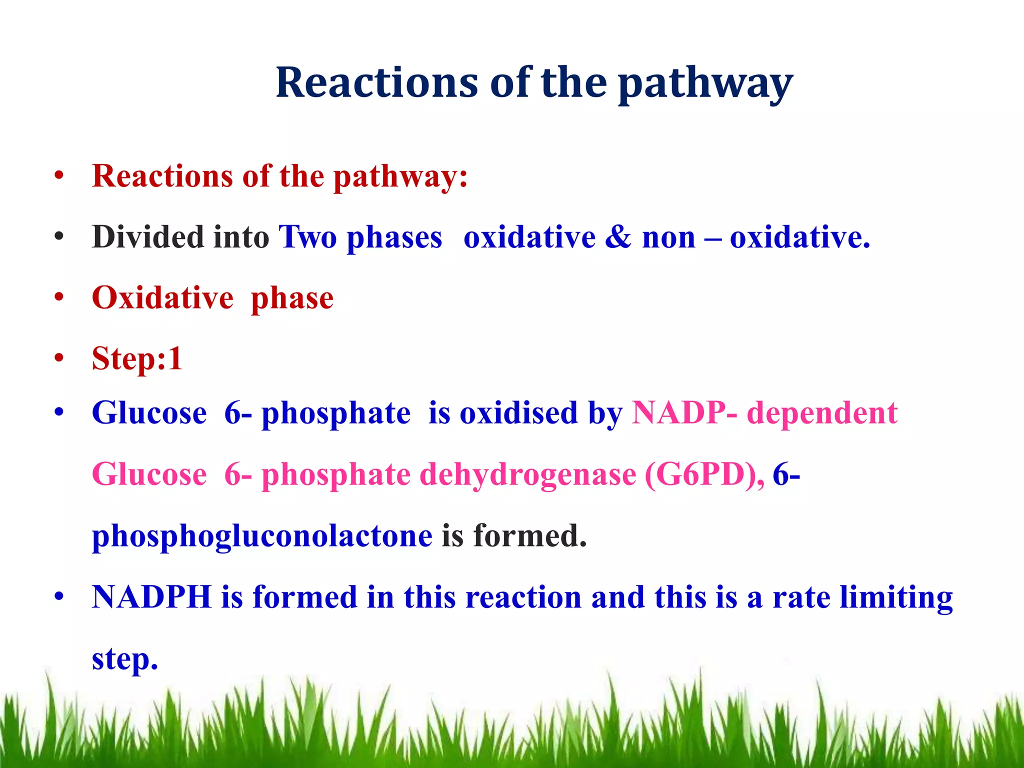 Hmp shunt pathway | PPTX