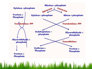 Hmp shunt pathway | PPTX