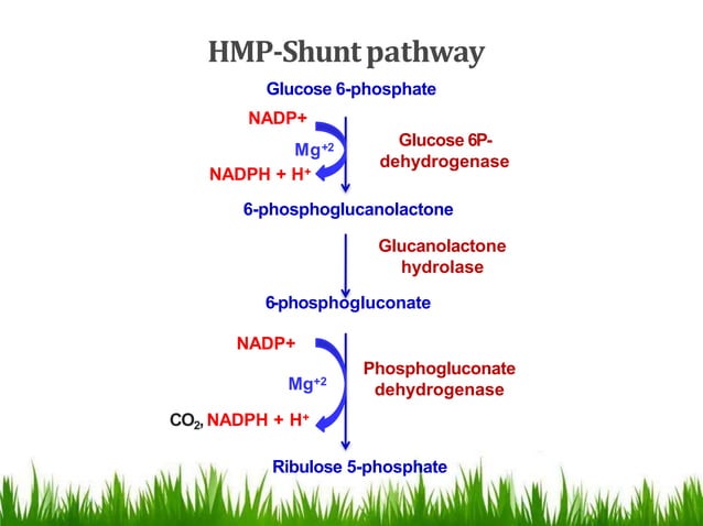 Hmp shunt pathway