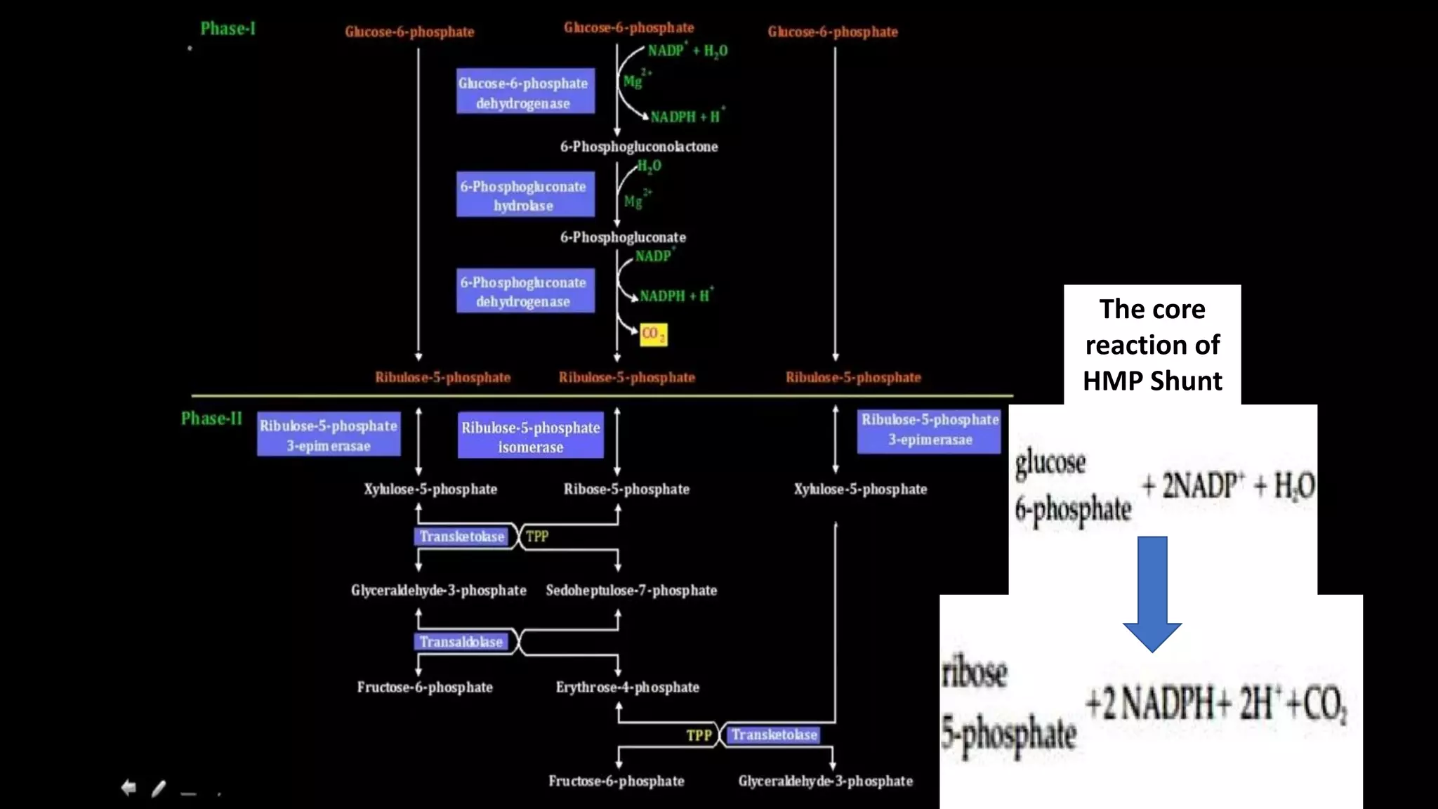 HMP shunt pathway | PDF