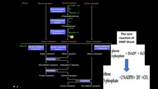 HMP shunt pathway | PDF
