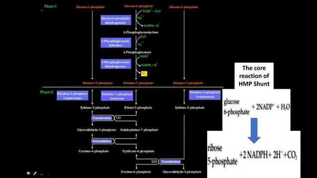 HMP shunt pathway | PDF | Endocrine and Metabolic Diseases | Diseases ...