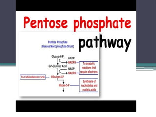 Reference material on hmp shunt pathway.pptx