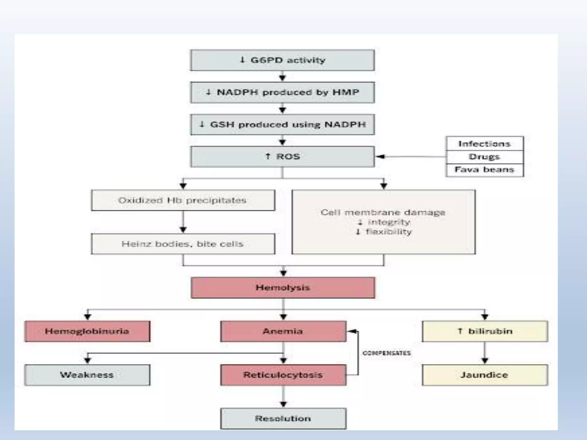 HMP Shunt & Uronic Acid PAthway | PPTX