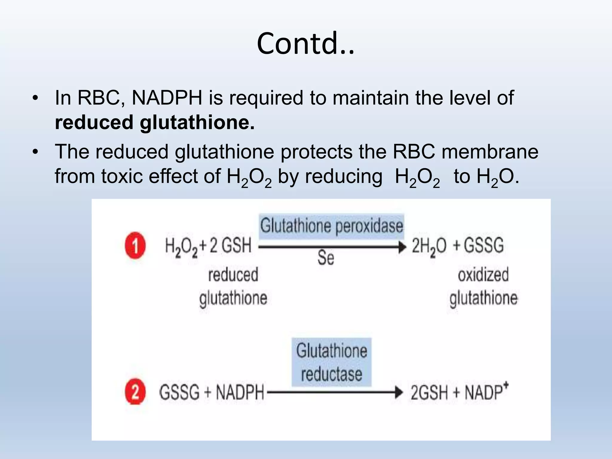 HMP Shunt & Uronic Acid PAthway | PPTX