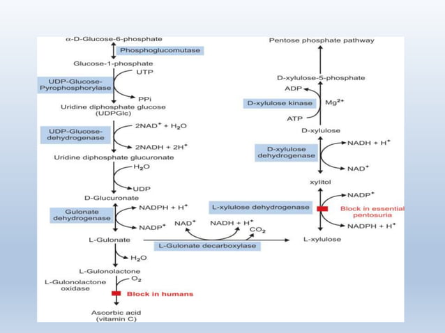 HMP Shunt & Uronic Acid PAthway | PPTX