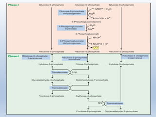 HMP Shunt & Uronic Acid PAthway | PPTX