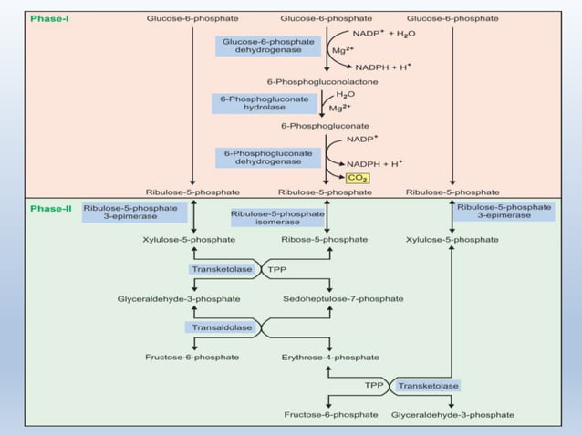 HMP Shunt & Uronic Acid PAthway | PPTX