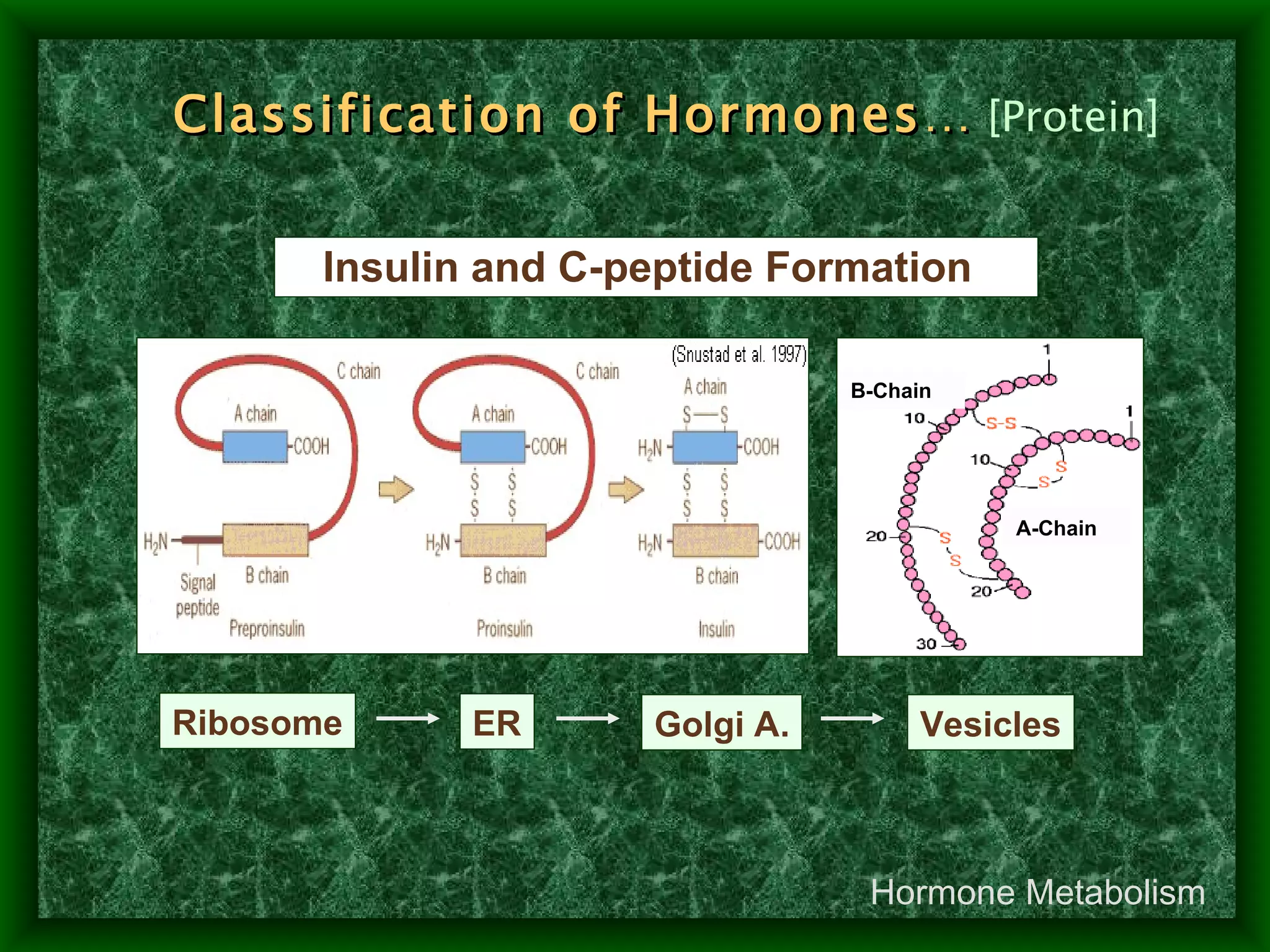 Hormone Metabolism | PPT