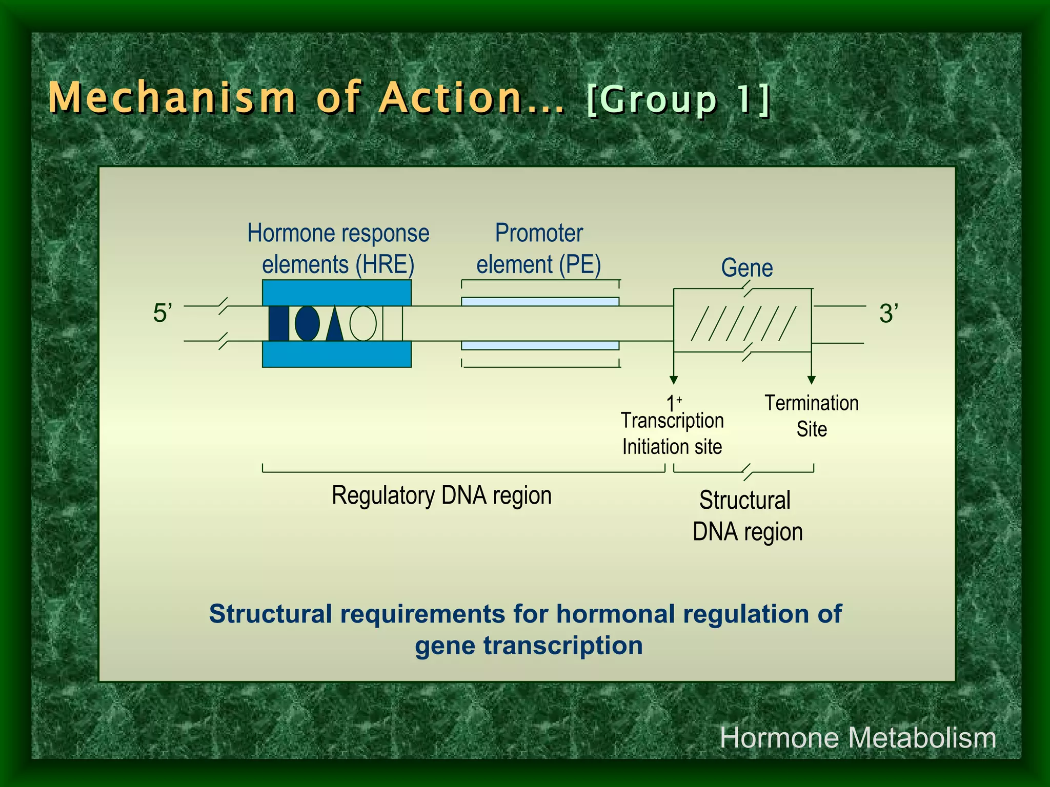 Hormone Metabolism | PPT