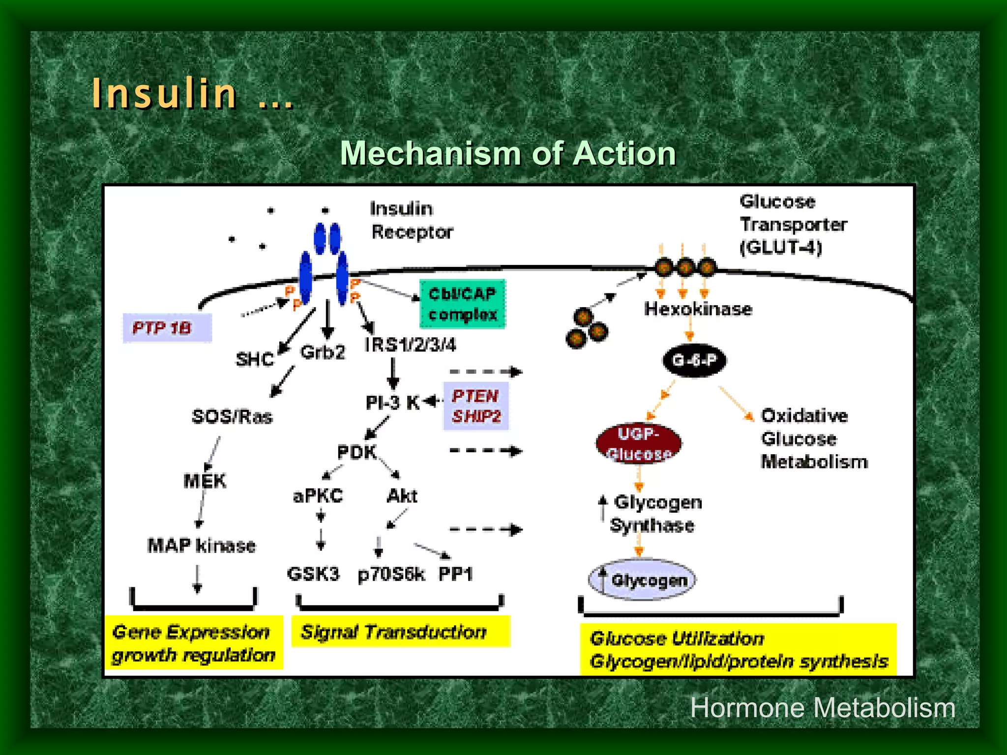 Hormone Metabolism | PPT