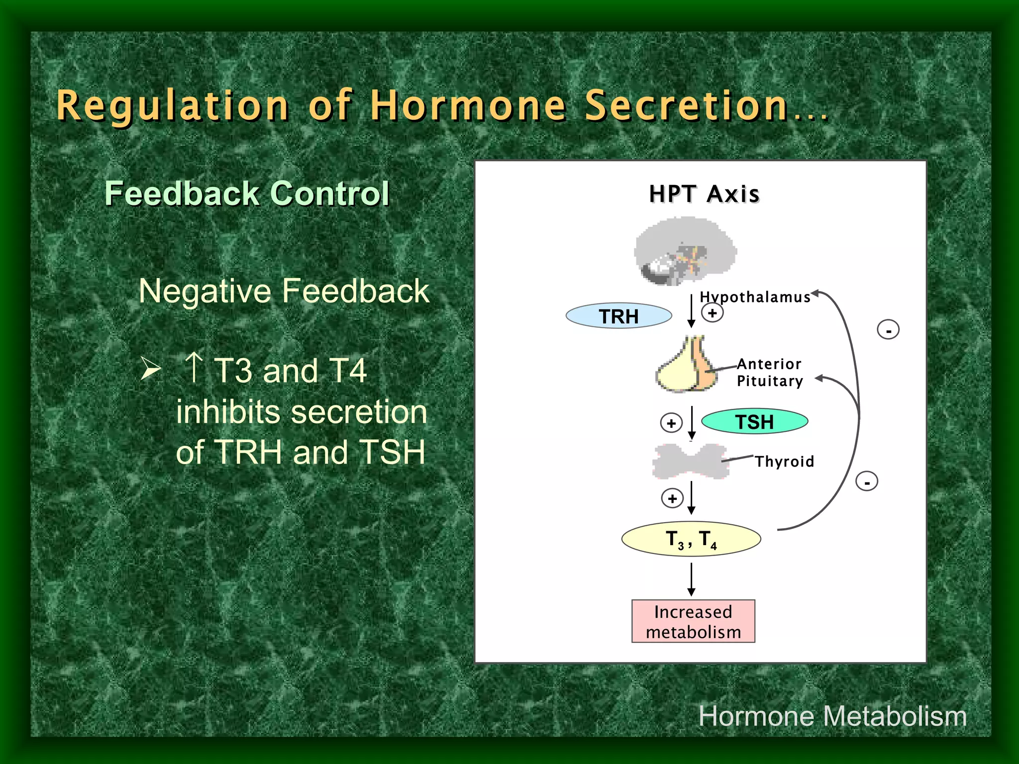 Hormone Metabolism | PPT