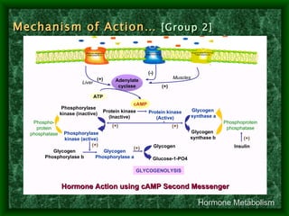 Hormone Metabolism | PPT