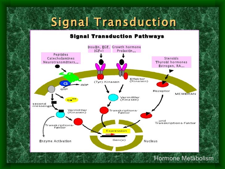 Hormone Metabolism