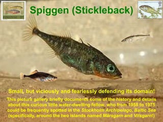 HMS Stickleback: Swedish Navy Special Forces | PPSX