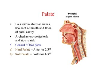 H&N- Soft Palate &Tonsils.pdf anatomy H&N | PDF