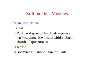 H&N- Soft Palate &Tonsils.pdf anatomy H&N | PDF