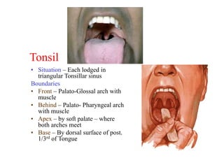 H&N- Soft Palate &Tonsils.pdf anatomy H&N | PDF