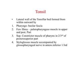 H&N- Soft Palate &Tonsils.pdf anatomy H&N | PDF