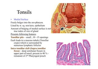 H&N- Soft Palate &Tonsils.pdf anatomy H&N | PDF