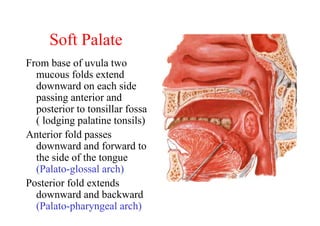 H&N- Soft Palate &Tonsils.pdf anatomy H&N | PDF