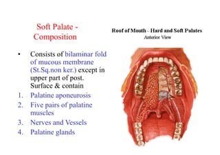 H&N- Soft Palate &Tonsils.pdf anatomy H&N | PDF