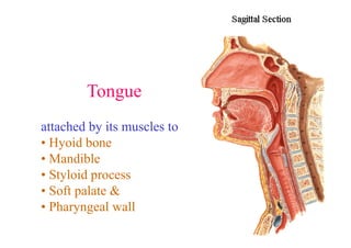 H & N -Tongue.pdf
