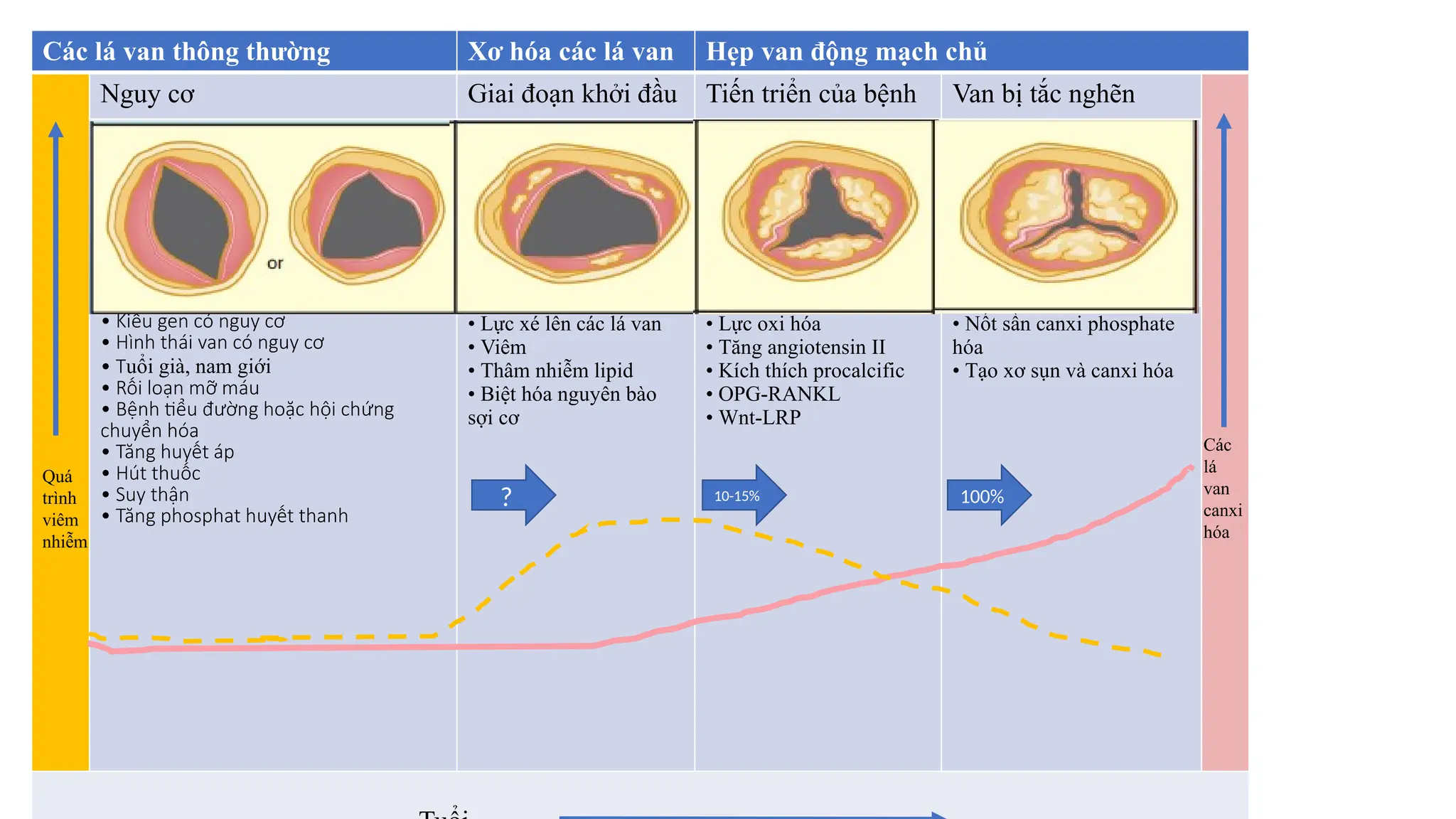 Cardiovascular illustration for TAVI.pptx