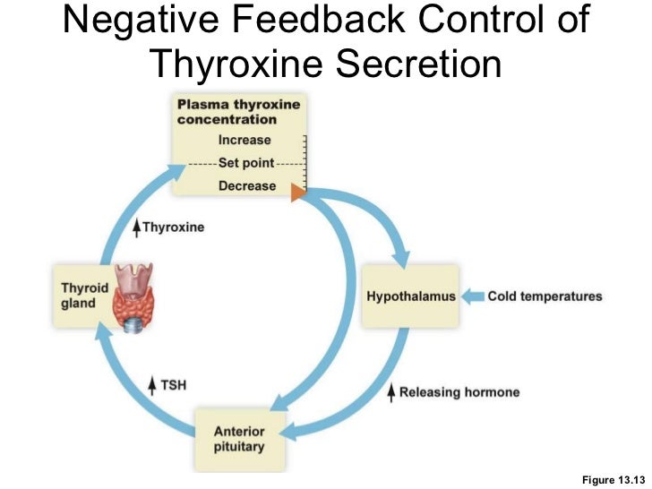 Hệ noi tiet p6 (anh)