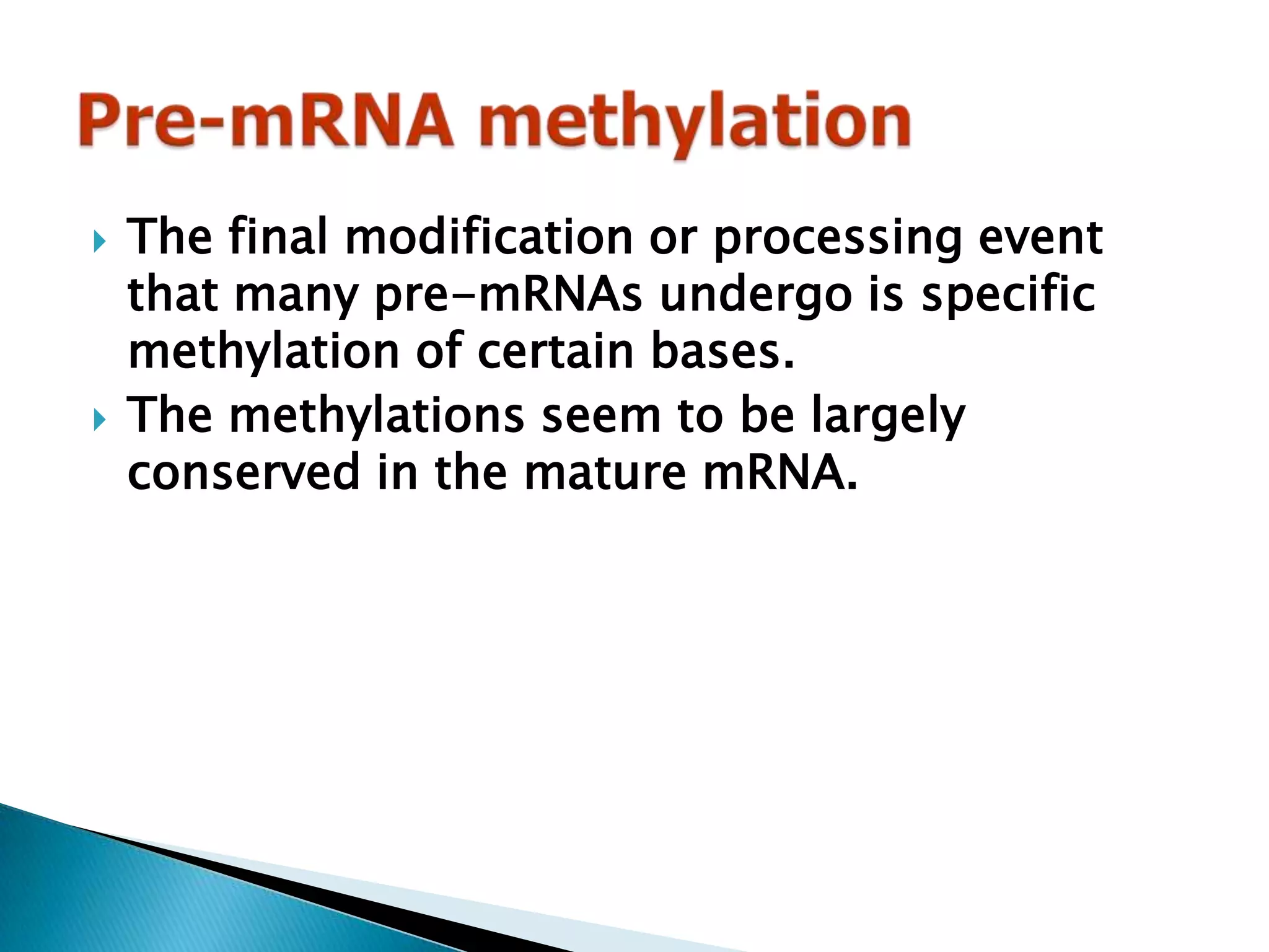 hn RNA processing | PPT