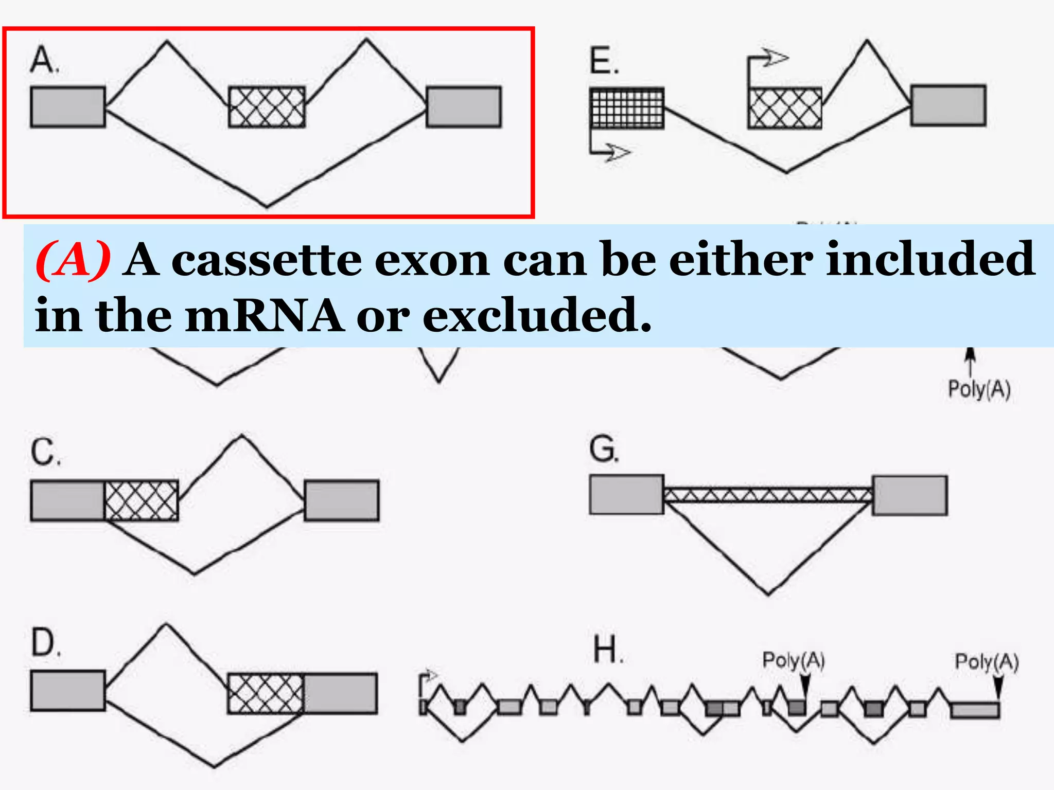 hn RNA processing | PPT
