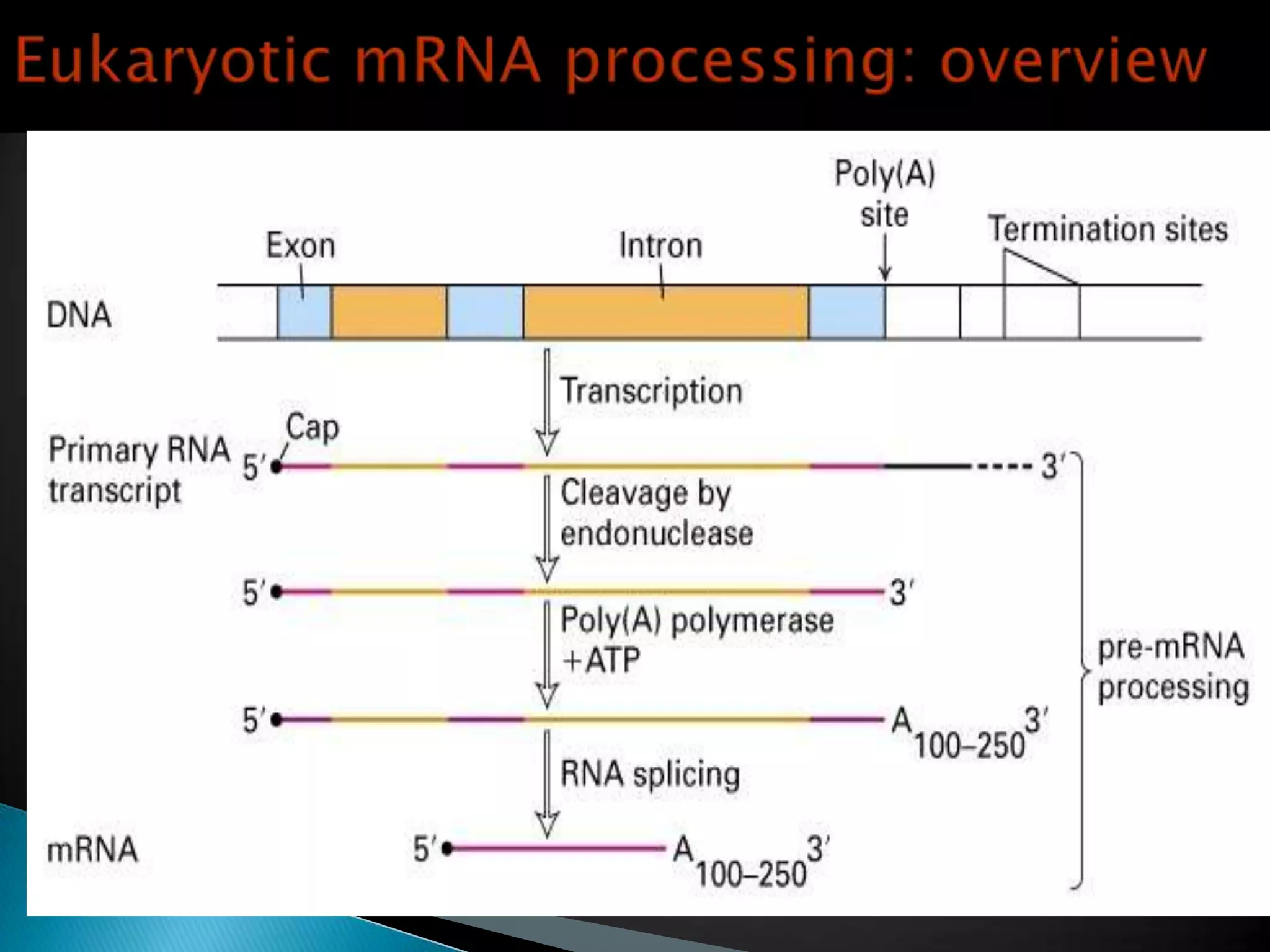 hn RNA processing | PPT