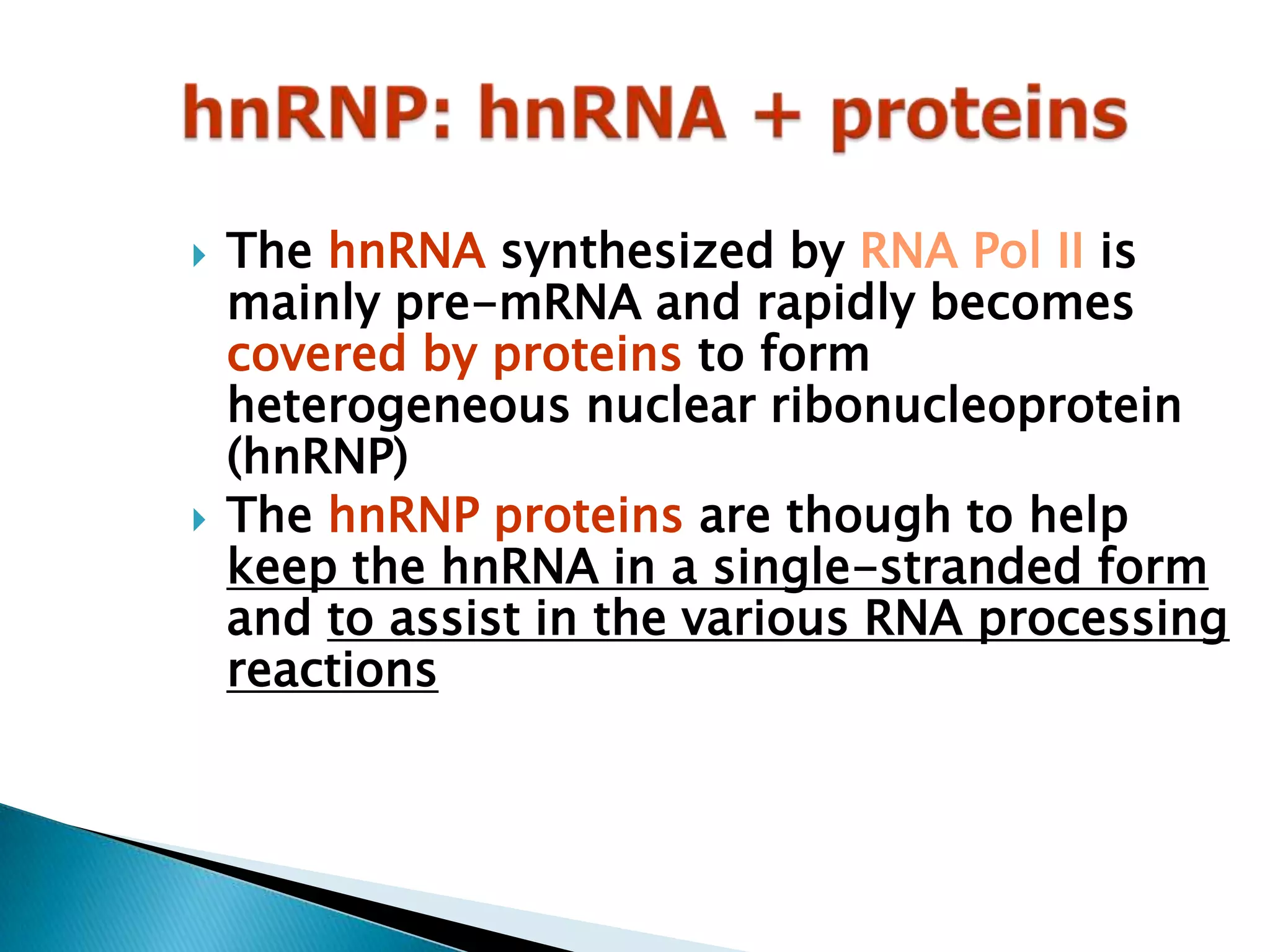 hn RNA processing | PPT