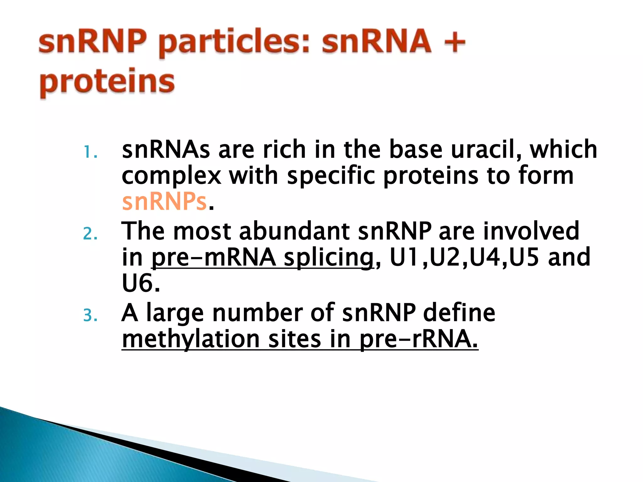 hn RNA processing | PPT