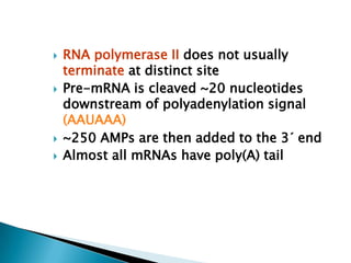 hn RNA processing | PPT