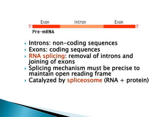 hn RNA processing | PPT