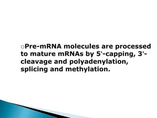 hn RNA processing | PPT