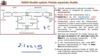 PHOSPHORYLATION Of Glucose during the process of glycolysis .pptx