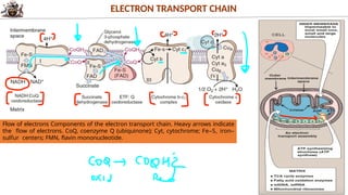 PHOSPHORYLATION Of Glucose during the process of glycolysis .pptx