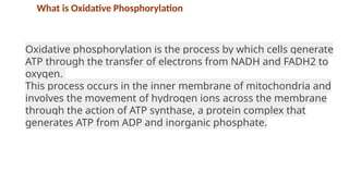 HNS103_LECTURE 4_OXIDATIVE_PHOS (1).pptx