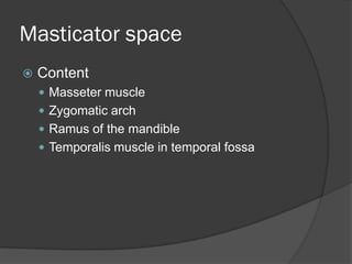 H&n sonographic anatomy of the neck and diffuse thyroid | PDF | Thyroid ...