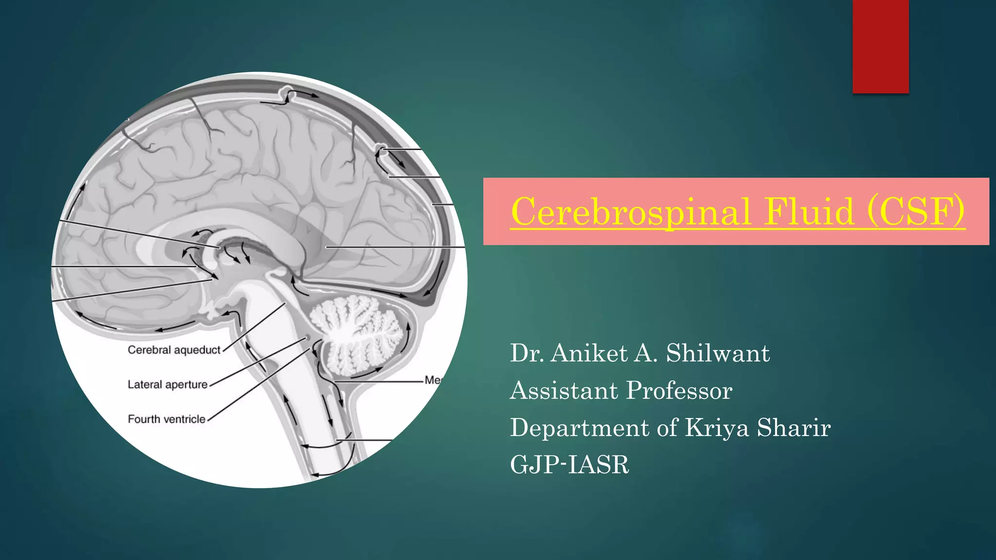 CEREBROSPINAL FLUID (CSF) | PPT