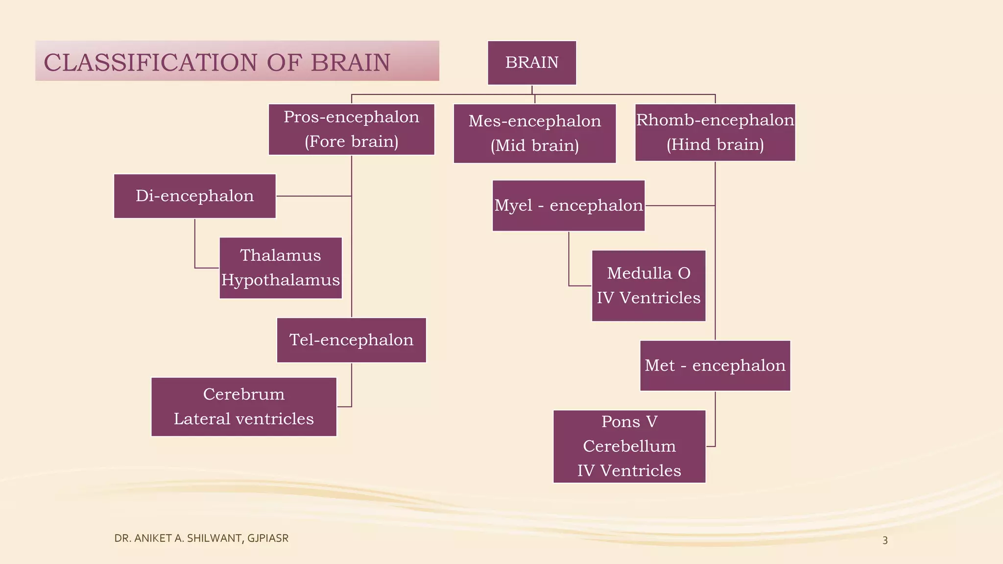 HNS PART IV - PARTS OF BRAIN | PPTX