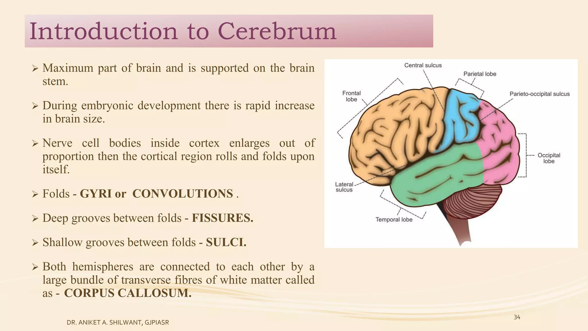 HNS PART IV - PARTS OF BRAIN | PPTX