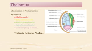 HNS PART IV - PARTS OF BRAIN | PPTX