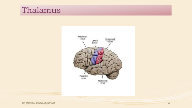 HNS PART IV - PARTS OF BRAIN | PPT