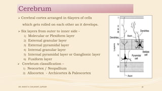 HNS PART IV - PARTS OF BRAIN | PPTX