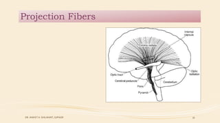 HNS PART IV - PARTS OF BRAIN | PPTX