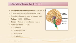 HNS PART IV - PARTS OF BRAIN | PPTX
