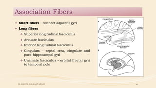 HNS PART IV - PARTS OF BRAIN | PPTX